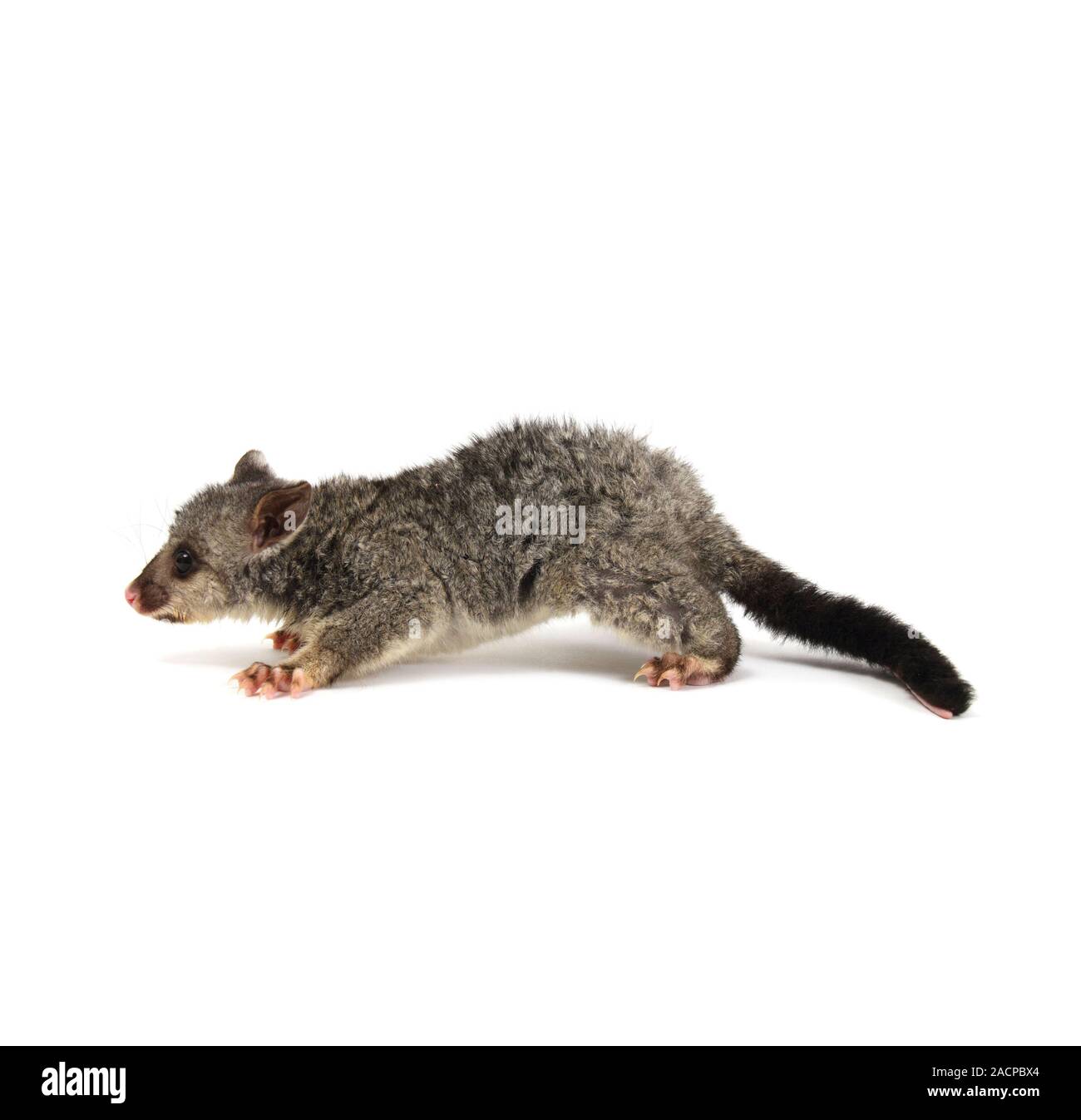 Baby common brushtail possum (Trichosurus vulpecula). This nocturnal ...