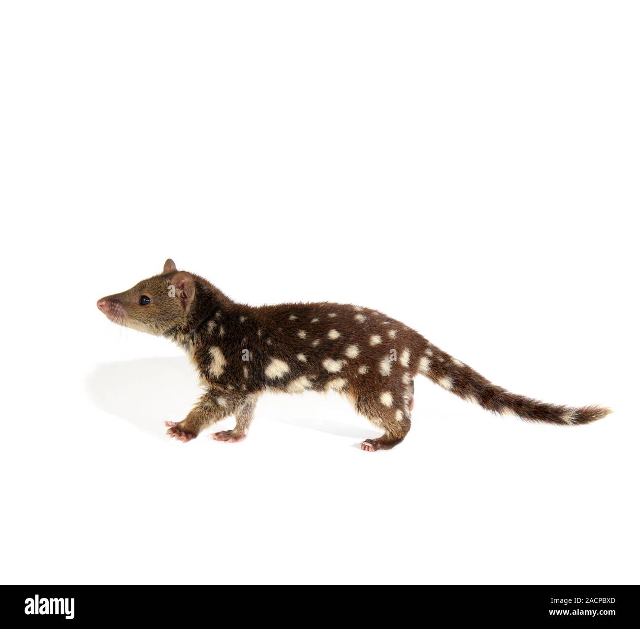 Young tiger quoll (Dasyurus maculatus). This nocturnal animal is native ...