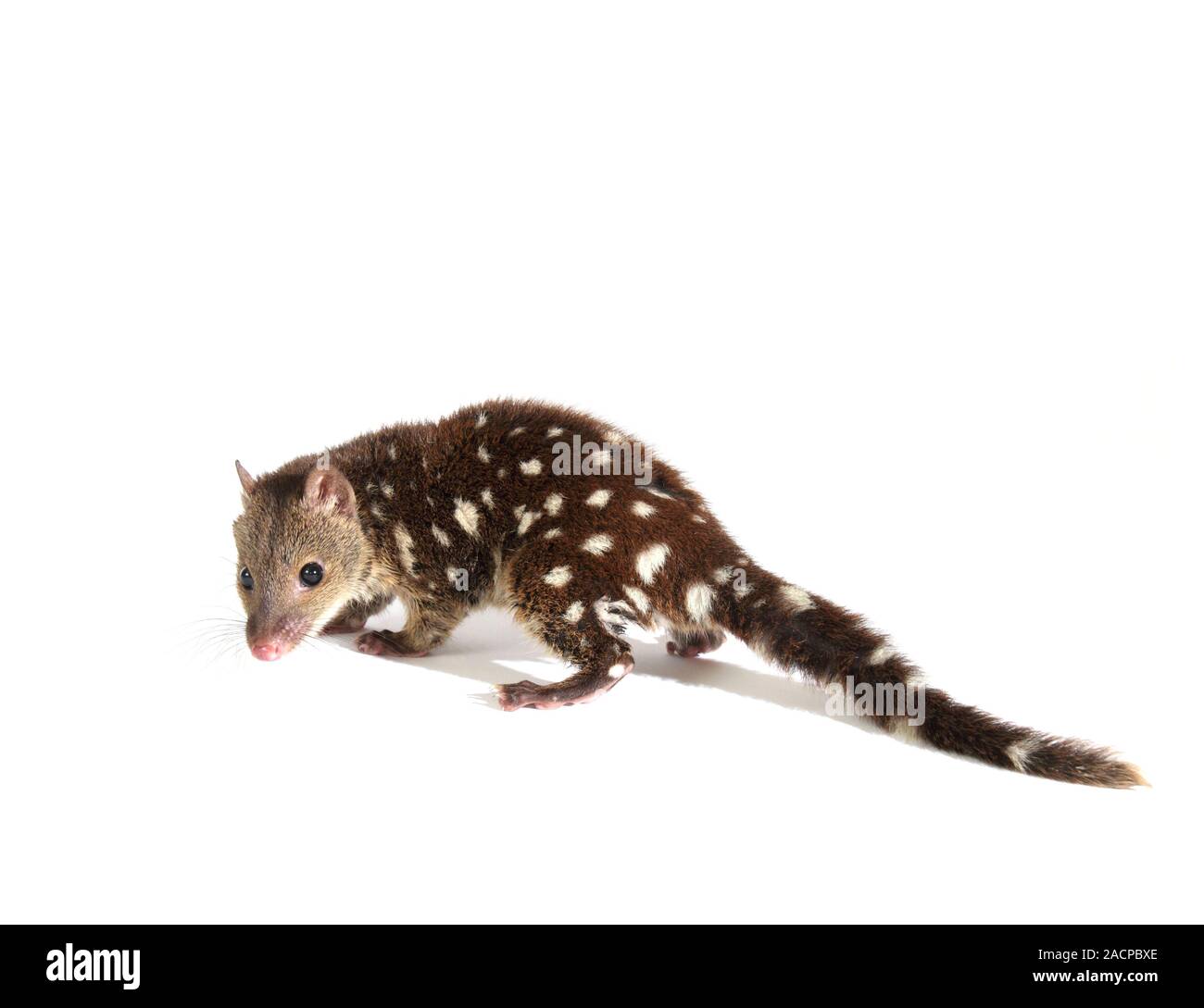 Young tiger quoll (Dasyurus maculatus). This nocturnal animal is native ...