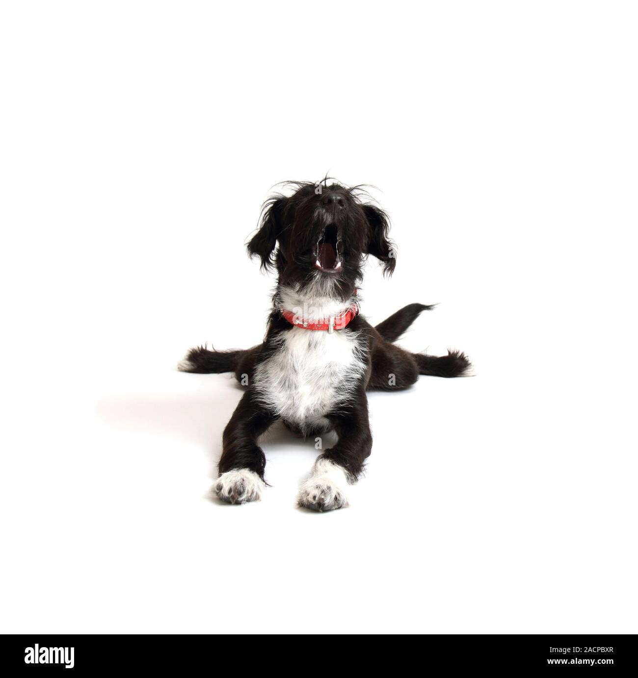 Jack-a-poo puppy barking. This breed of domestic dog (Canis lupus ...
