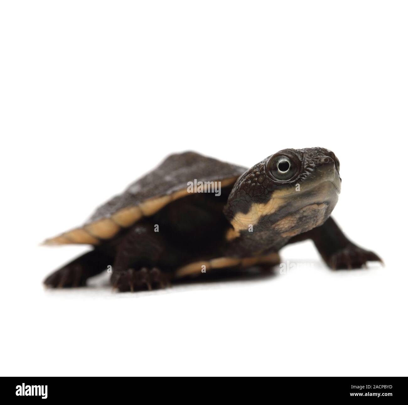Baby saw-shelled turtle (Elseya latisternum). This aquatic reptile is ...
