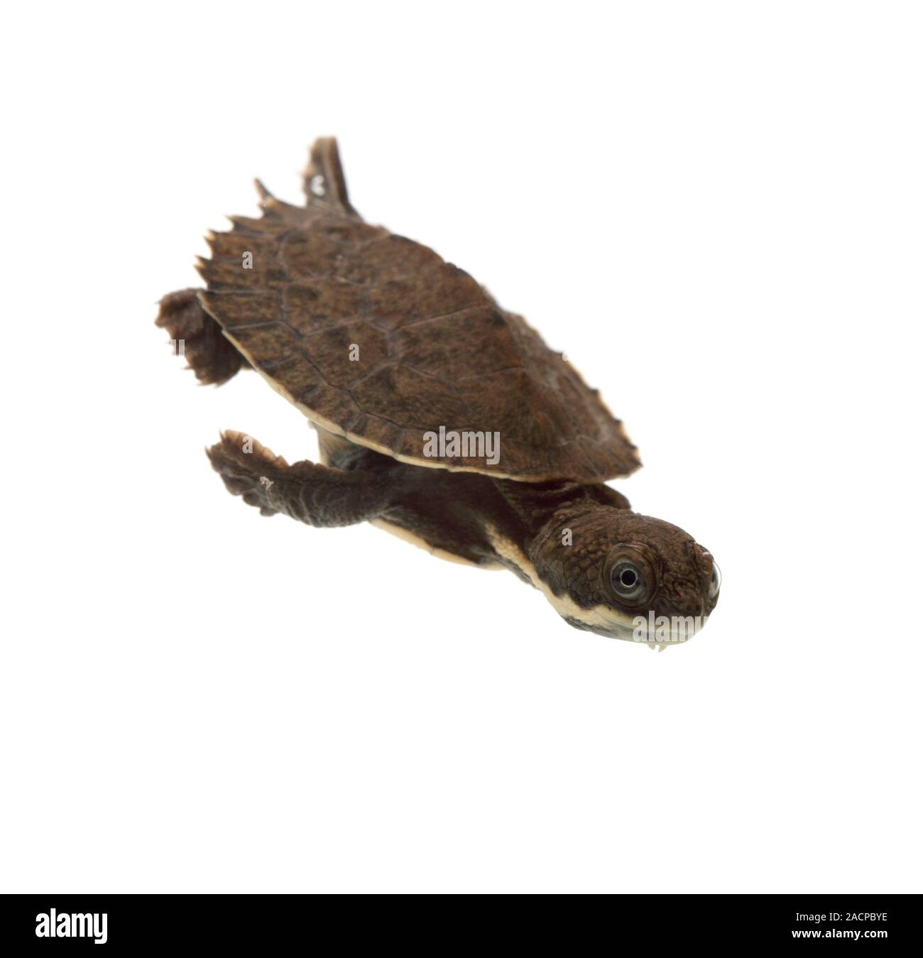 Baby saw-shelled turtle (Elseya latisternum). This aquatic reptile is ...