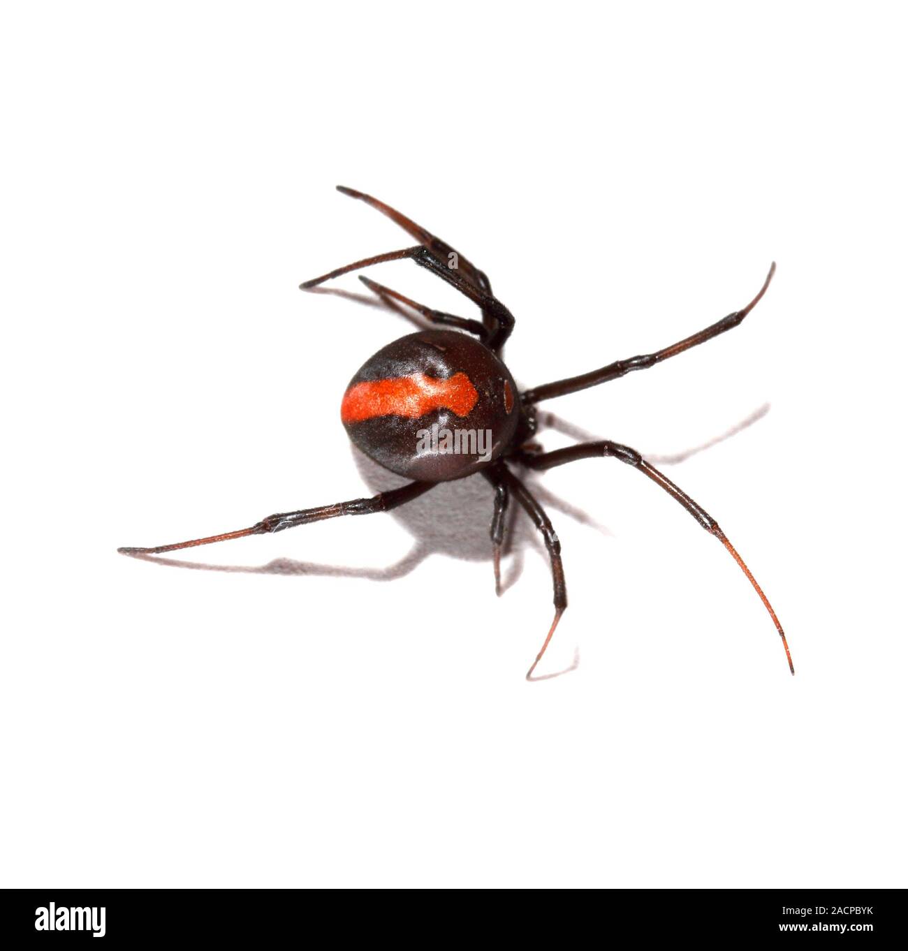 Redback spider. Upper side of a redback spider (Latrodectus hasselti ...