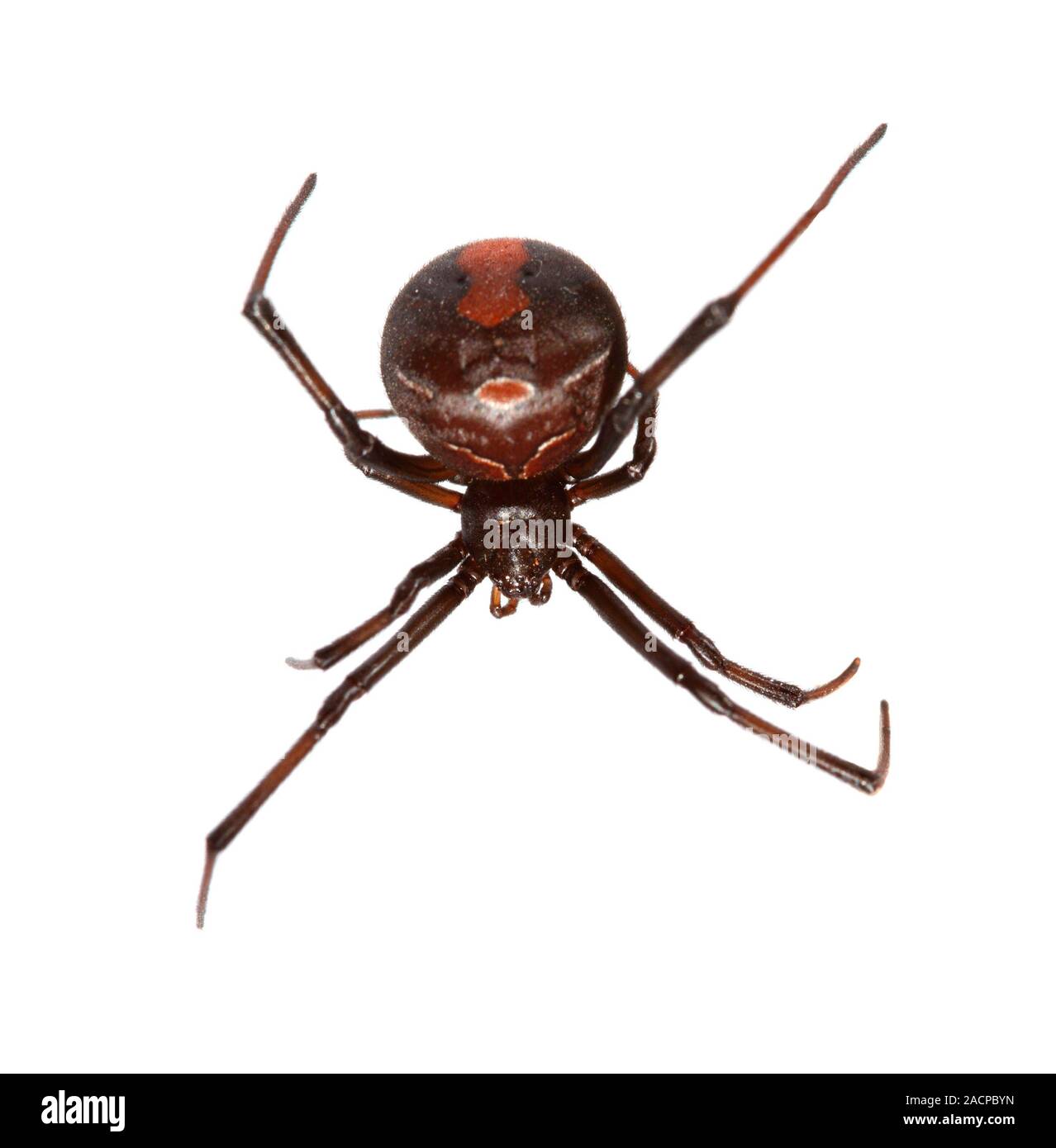 Redback spider. Underside of a redback spider (Latrodectus hasselti ...