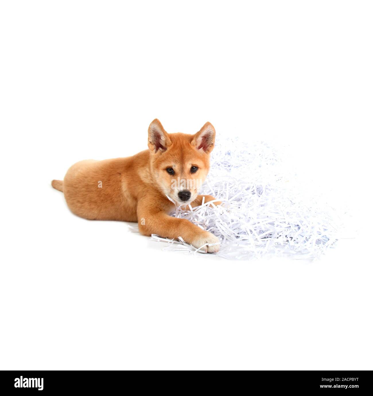 Dingo puppy. The Australian dingo, or warrigal, (Canis lupus dingo) is ...