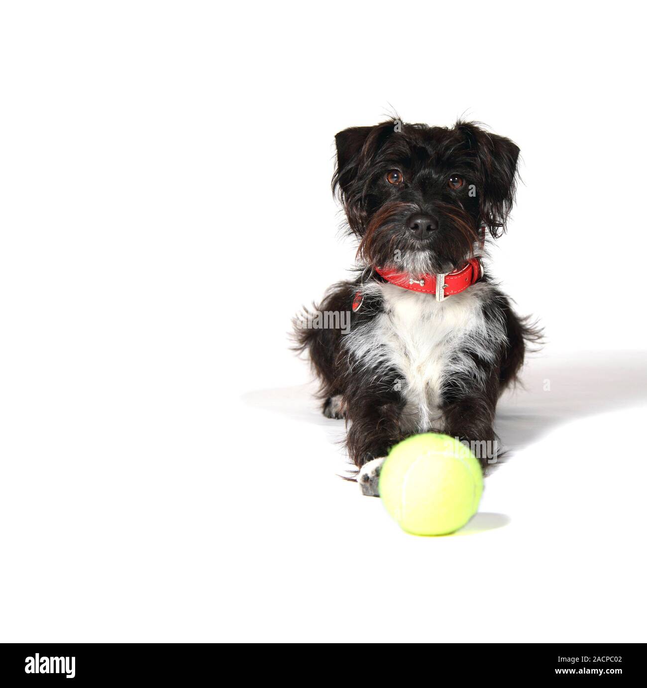 Jack-a-poo with a ball. This breed of domestic dog (Canis lupus ...
