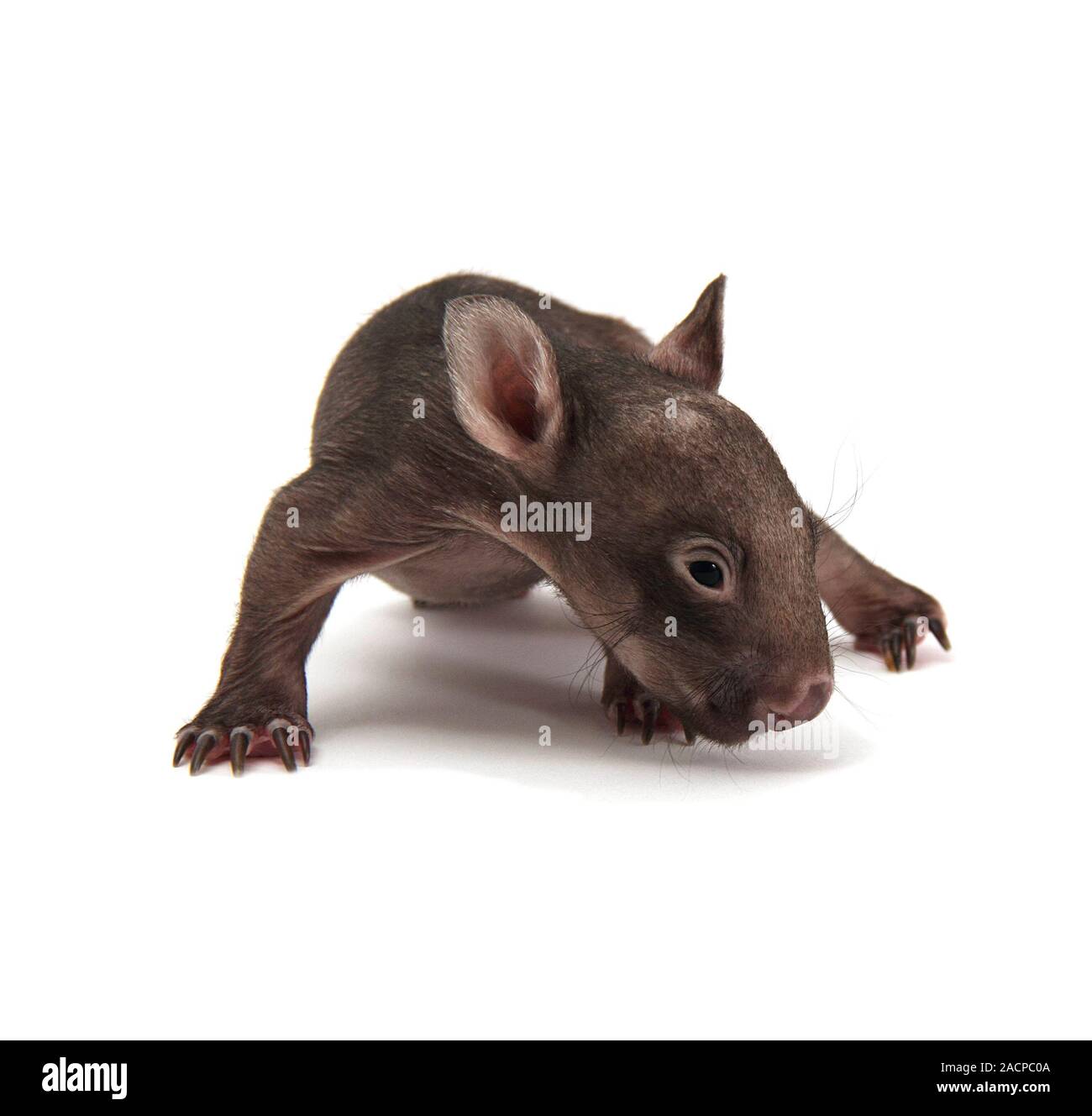 Baby common wombat (Vombatus ursinus). This nocturnal rodent-like ...