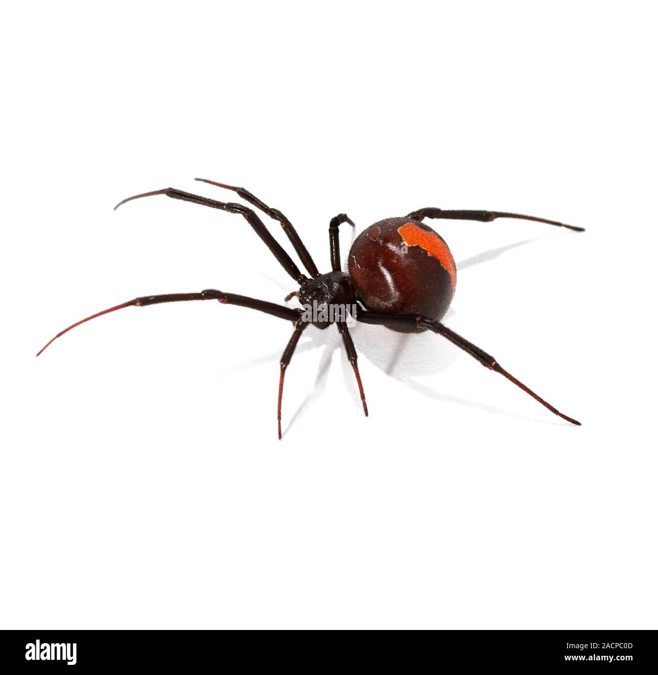 Redback spider. Upper side of a redback spider (Latrodectus hasselti ...