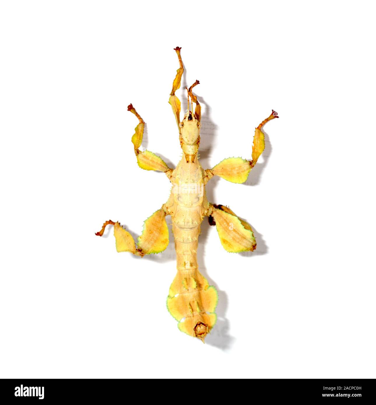 Spiny leaf insect (Extatosoma tiaratum). This large species of stick ...