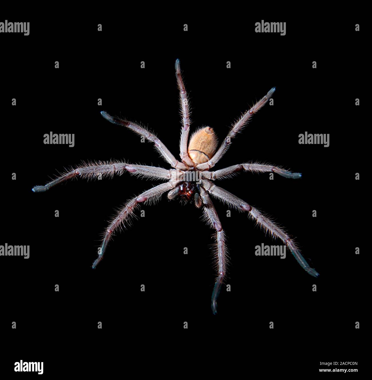 Huntsman spider (family Sparassidae Stock Photo - Alamy