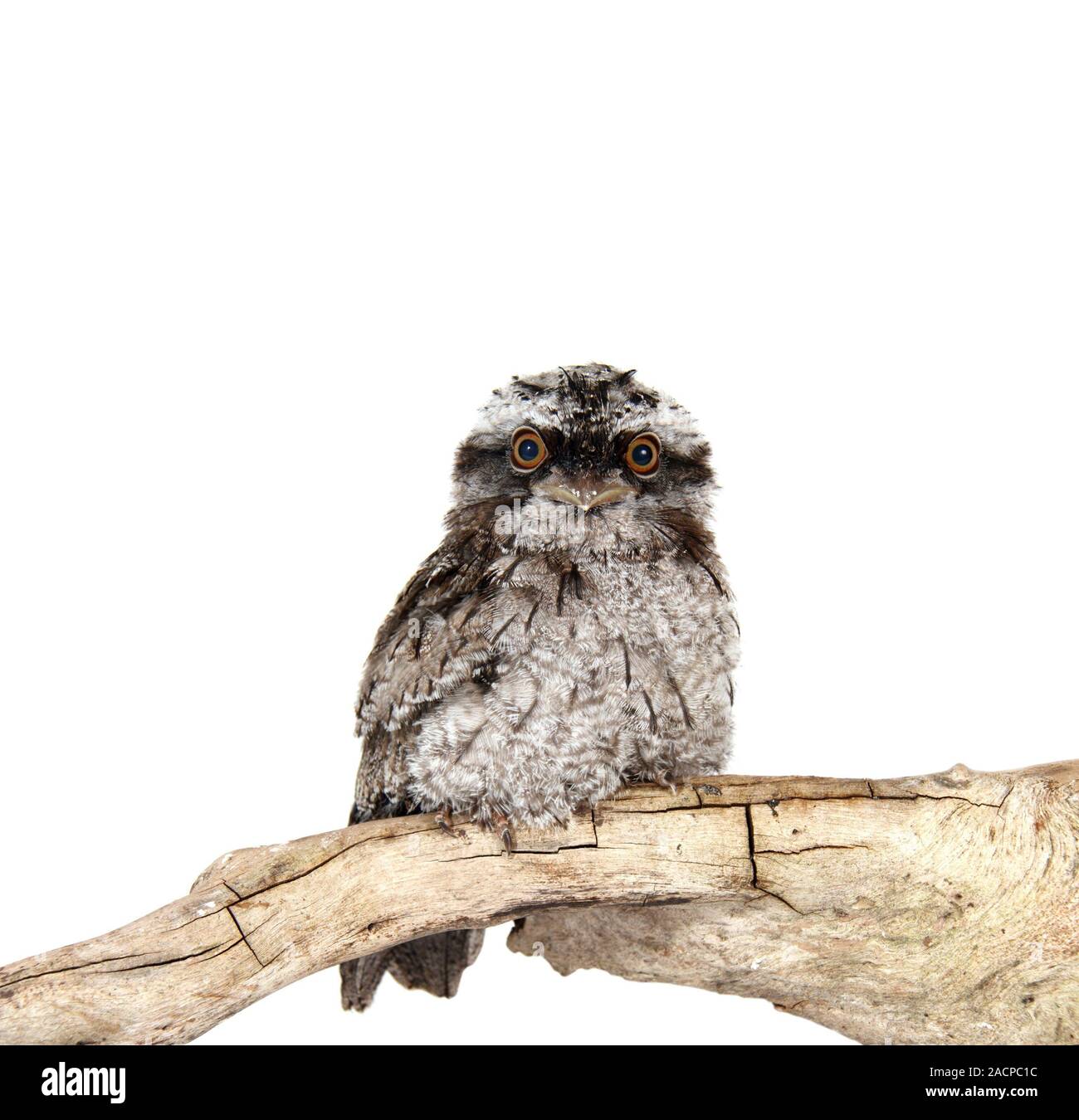 Tawny frogmouth (Podargus strigoides) chick on a branch. This nocturnal ...