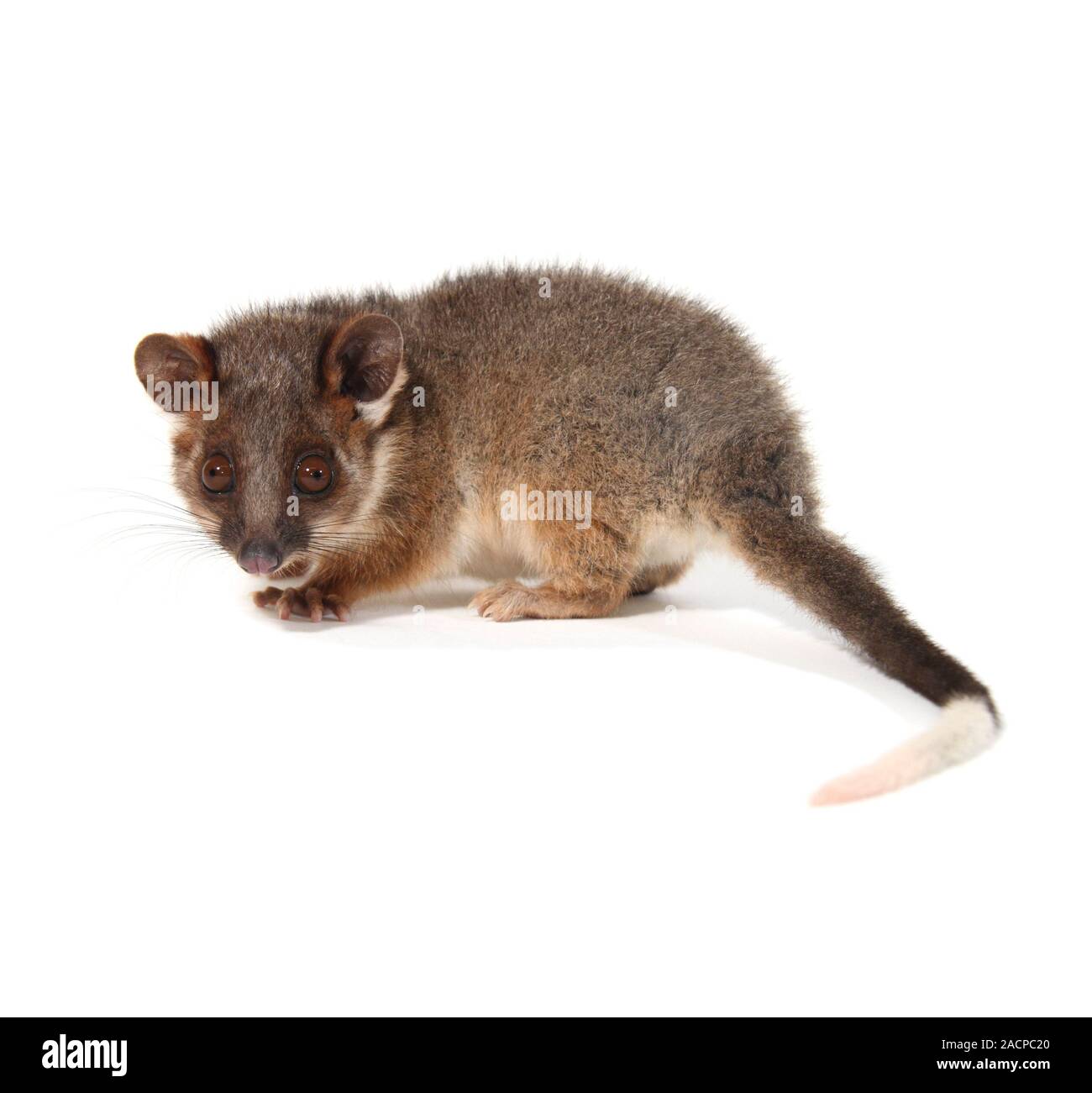 Baby common ringtail possum (Pseudocheirus peregrinus). This marsupial ...