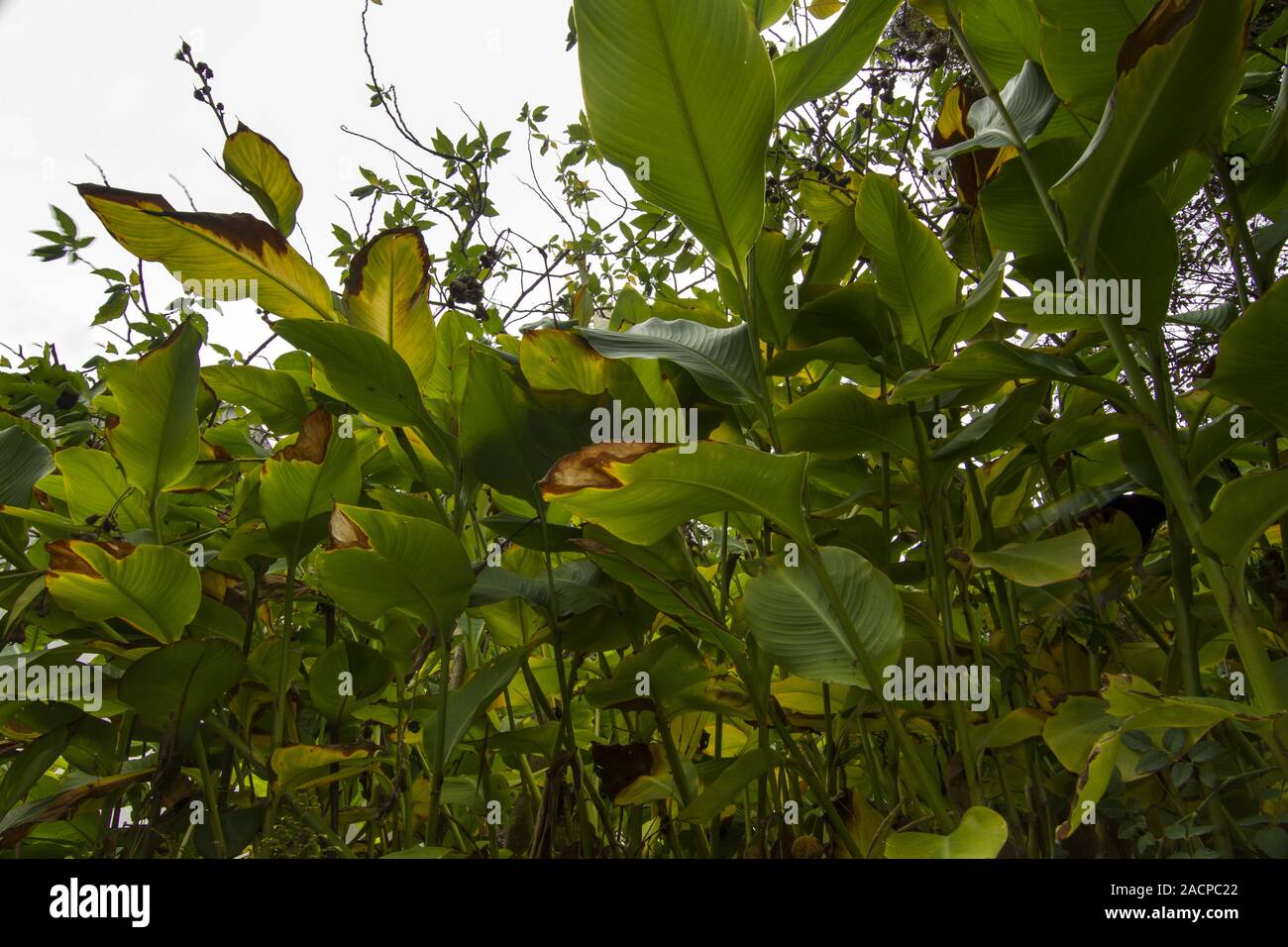 beautiful broad lush leaf plants Stock Photo - Alamy