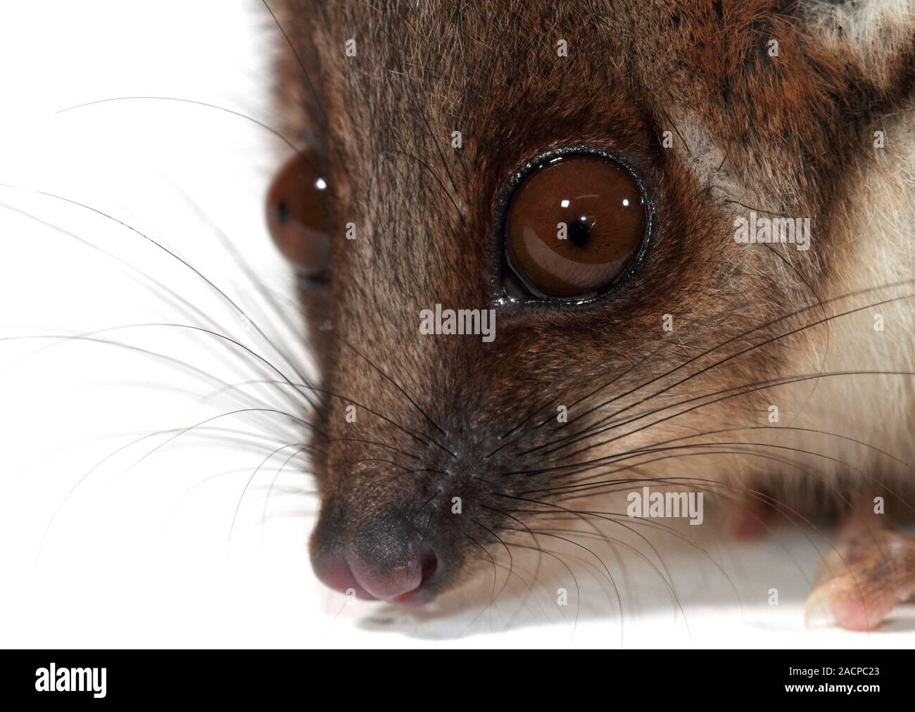 Baby common ringtail possum (Pseudocheirus peregrinus). This marsupial ...
