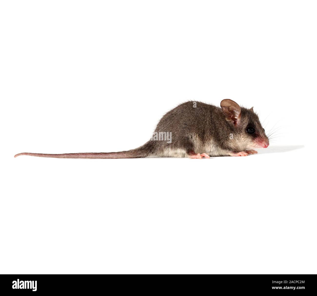 Eastern pygmy possum (Cercartetus nanus). This marsupial is native to ...