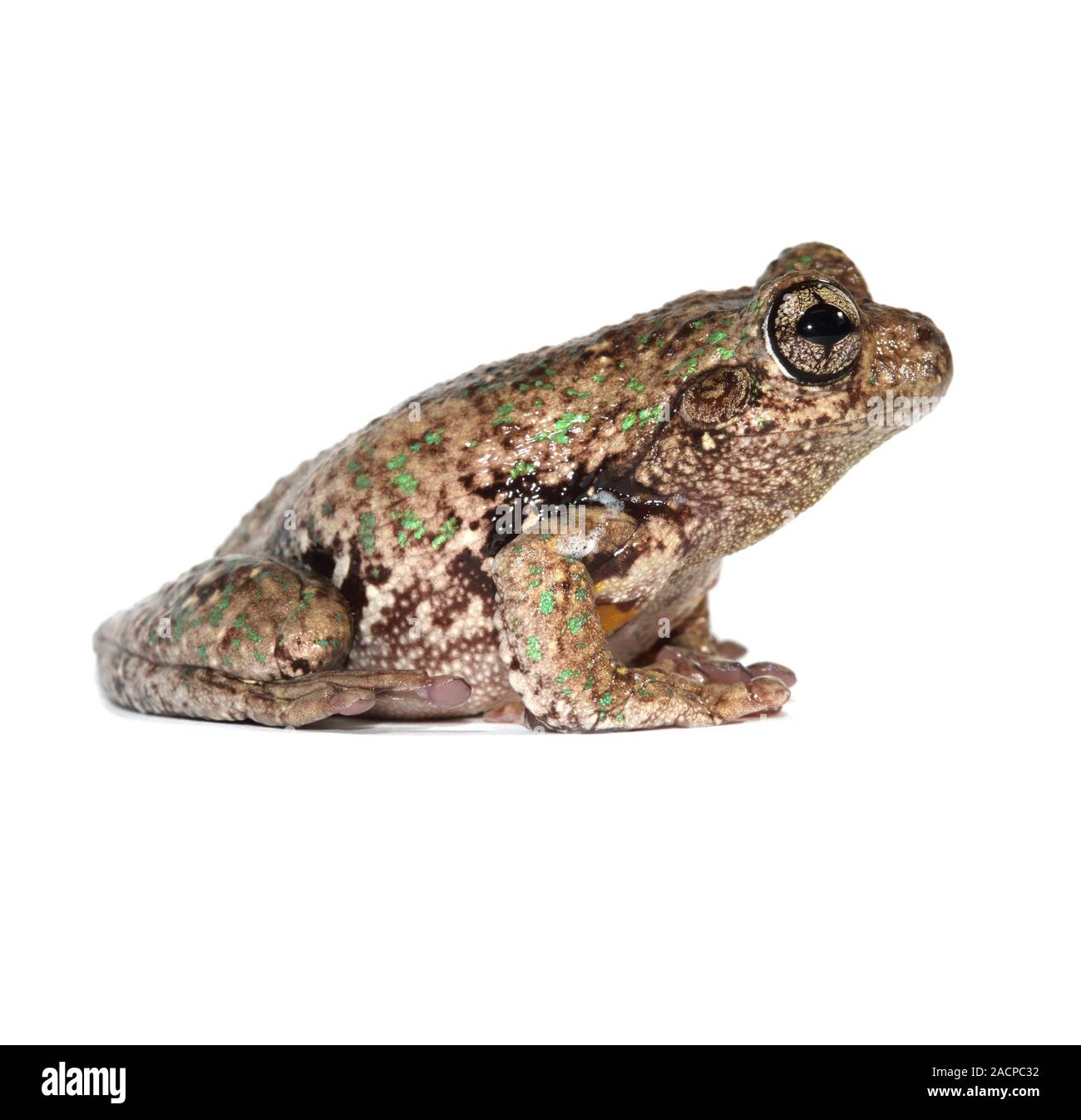 Peron's tree frog (Litoria peronii). This common species of frog is ...