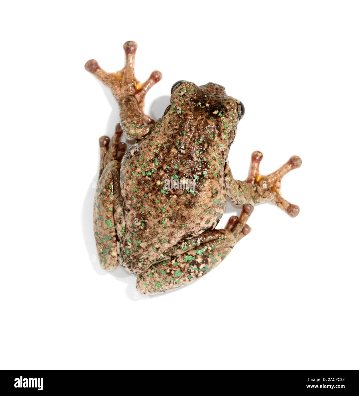 Peron's tree frog (Litoria peronii). This common species of frog is ...