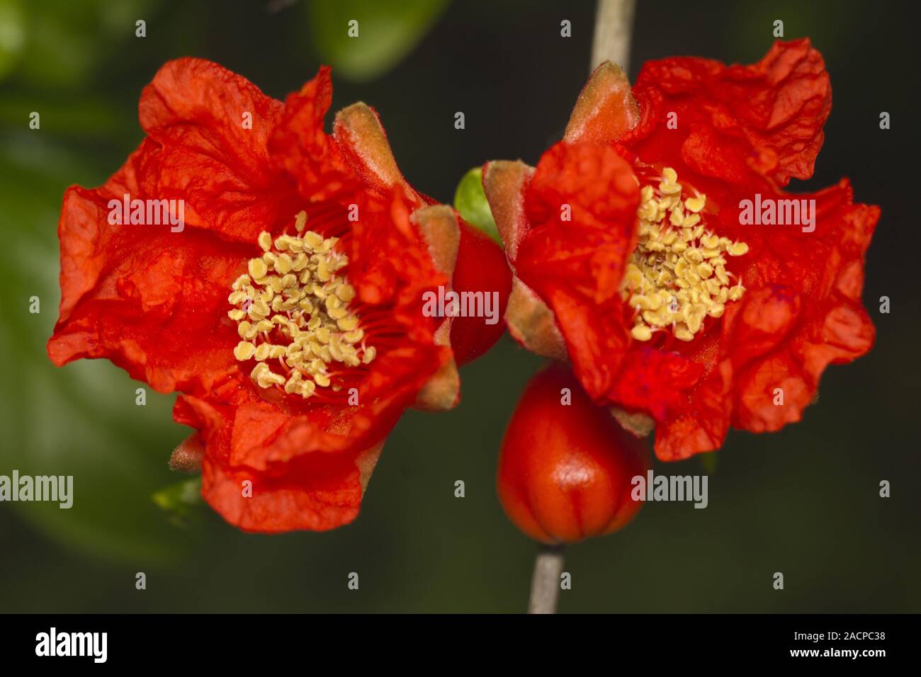 Wonderful Pomegranate Flower