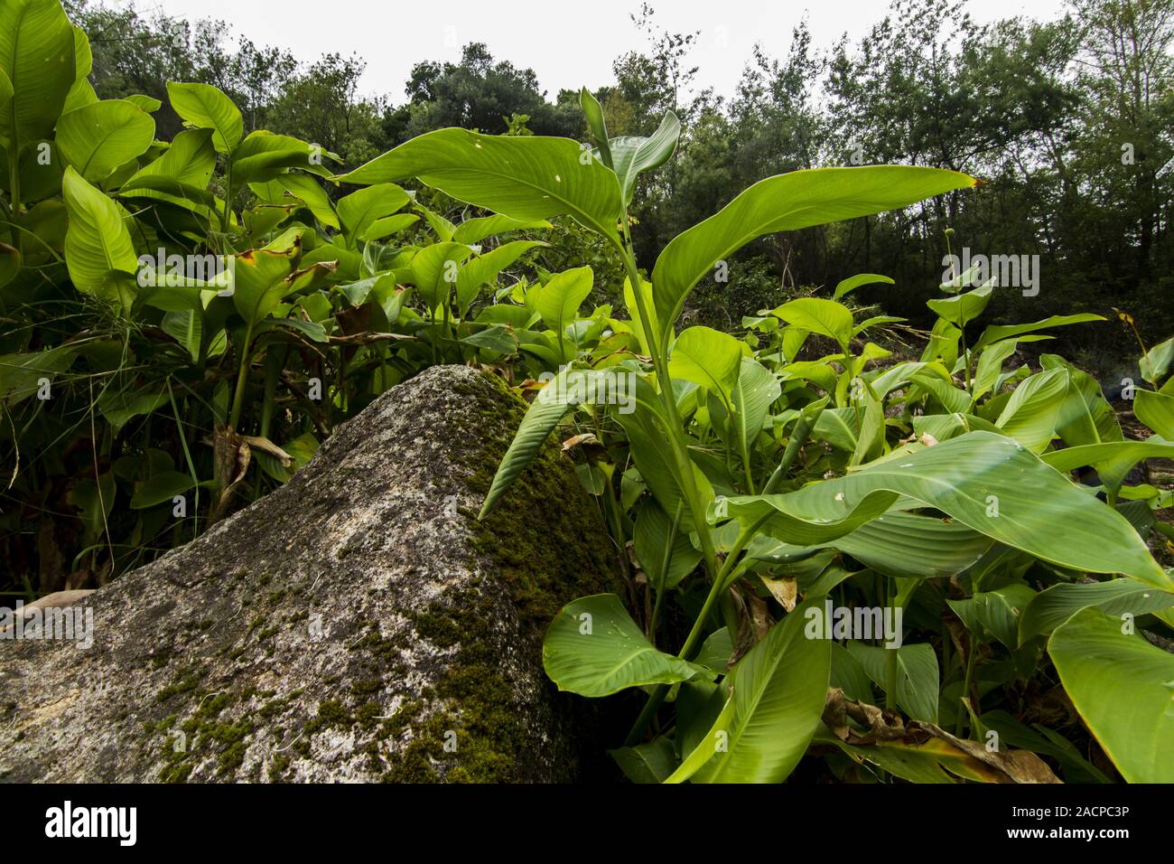 beautiful broad lush leaf plants Stock Photo - Alamy