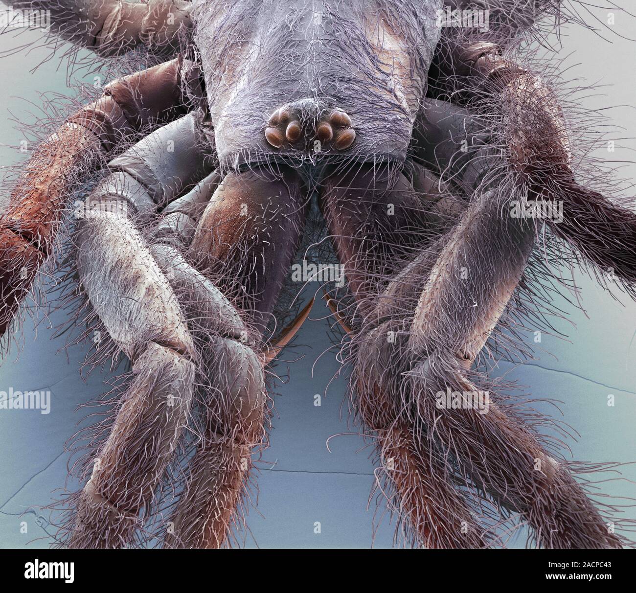 Wolf spider. Coloured scanning electron micrograph (SEM) of a wolf ...