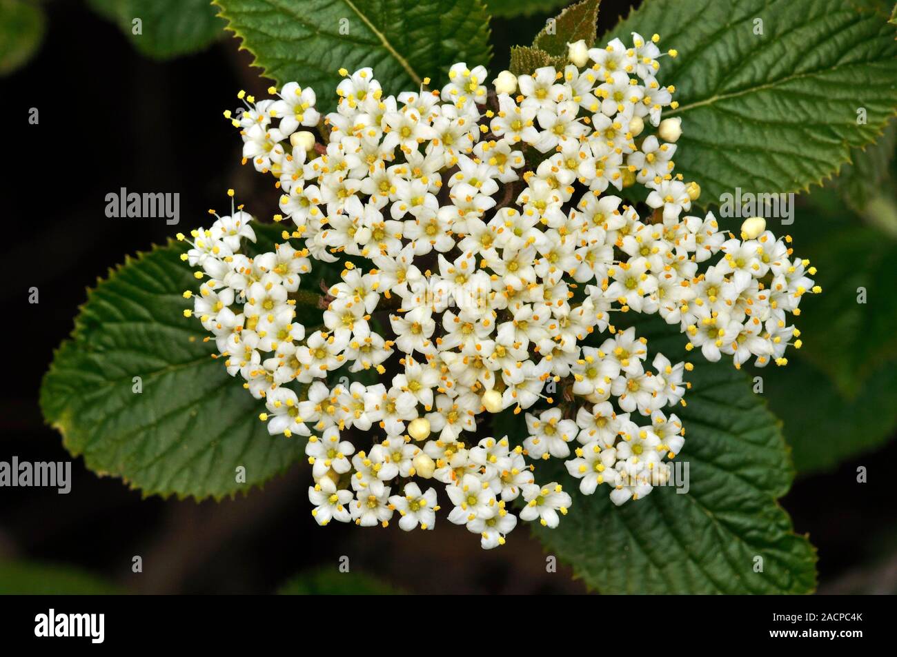 Wayfaring tree (Viburnum lantana) flowers. Photographed in Dorset, UK ...