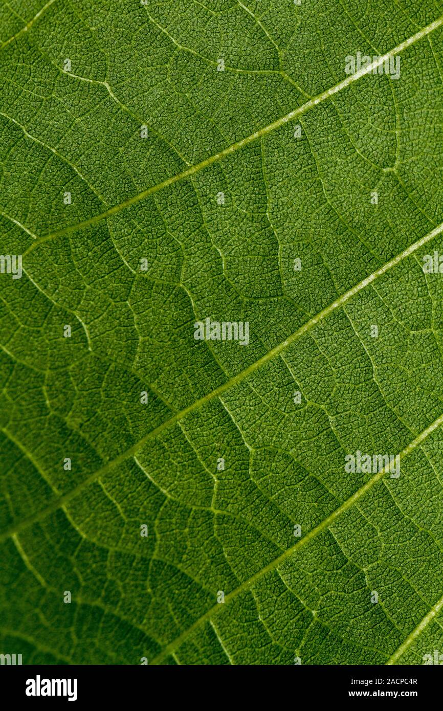 texture pattern of a green leaf Stock Photo - Alamy