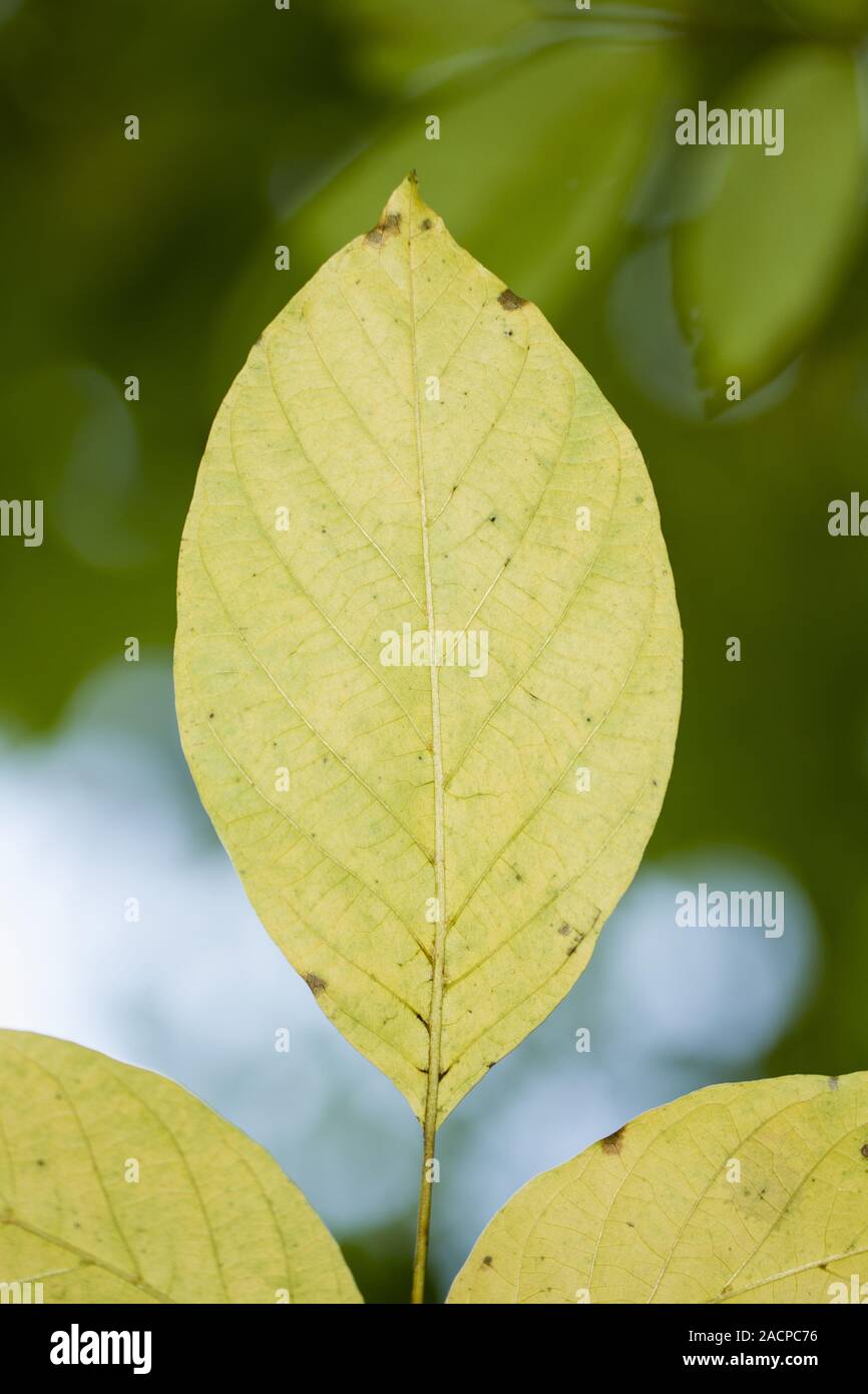 One autumn leaf hi-res stock photography and images - Alamy