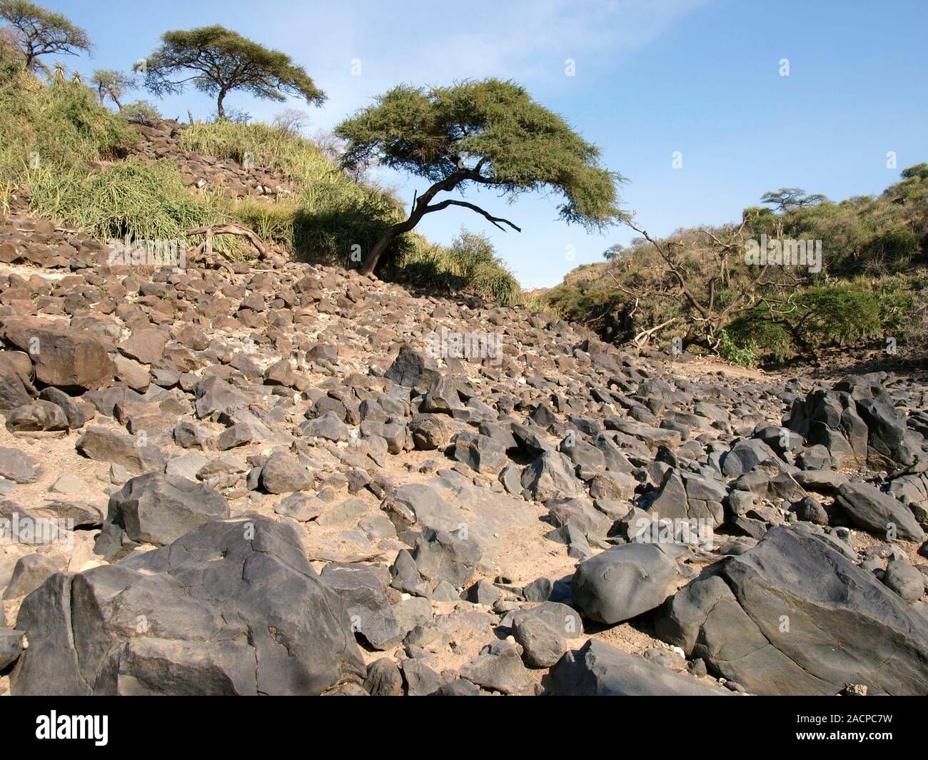 Olduvai Gorge basalt. Basalt stones at the Olduvai River in Olduvai ...