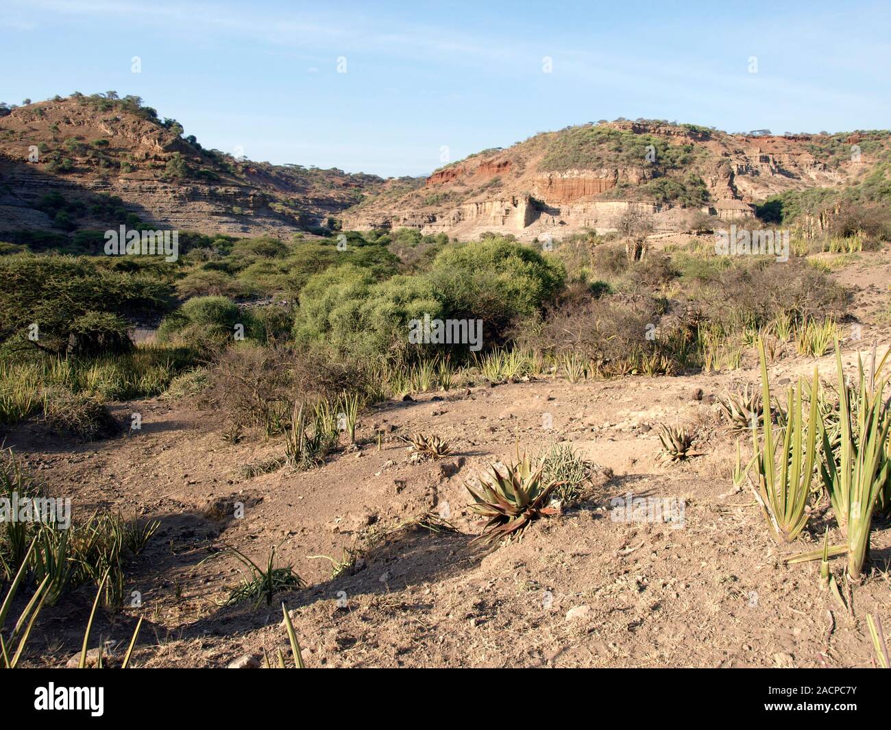 Olduvai Gorge landscape, Tanzania. This gorge (also called Oldupai ...
