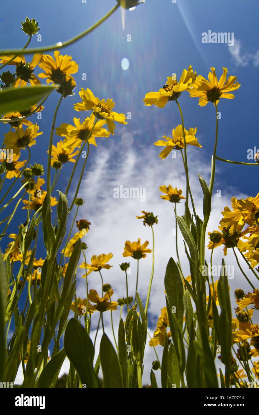 Most beautiful yellow flowers hi-res stock photography and images - Alamy