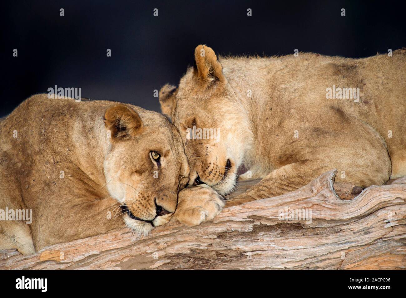 African lions. Two lionesses (Panthera leo) resting on a fallen branch ...