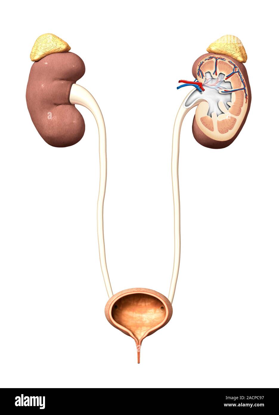 Urinary system. Computer artwork showing the organs of the human ...