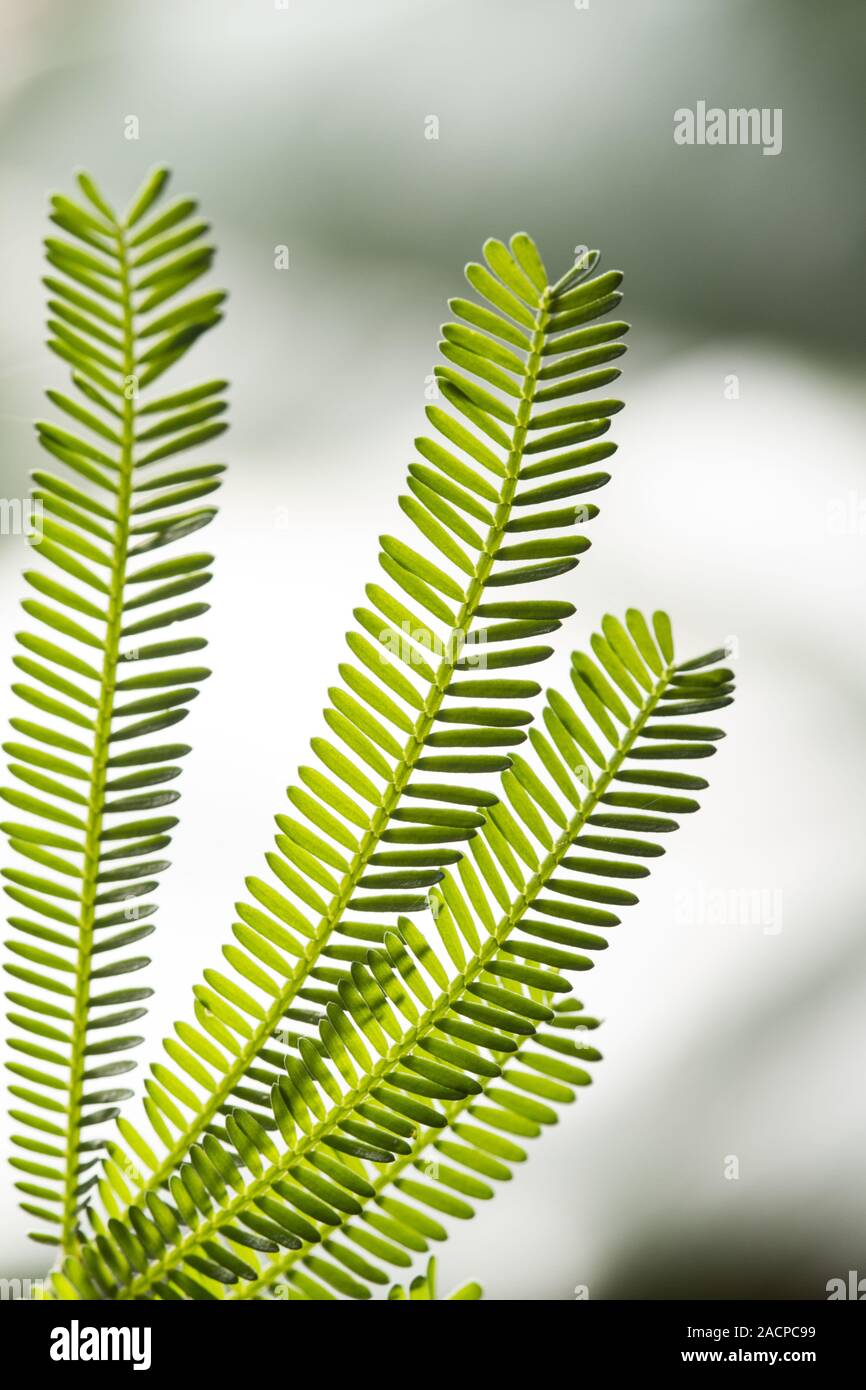 Beautiful lines hi-res stock photography and images - Alamy