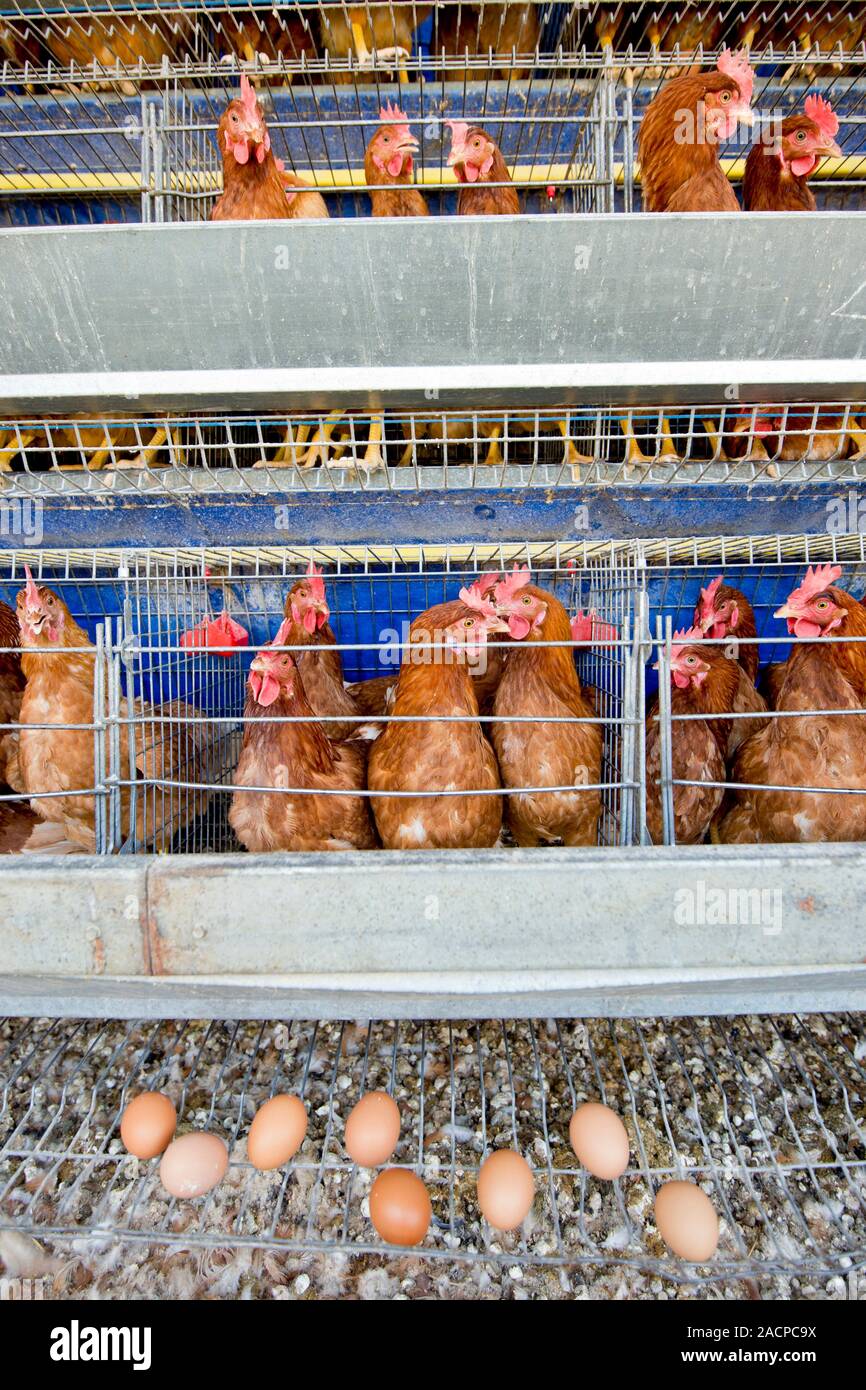Battery hens (Gallus domesticus) on a farm. The practice of battery ...