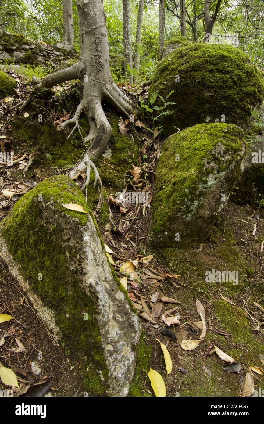 tree root surrounded by stone boulders Stock Photo - Alamy