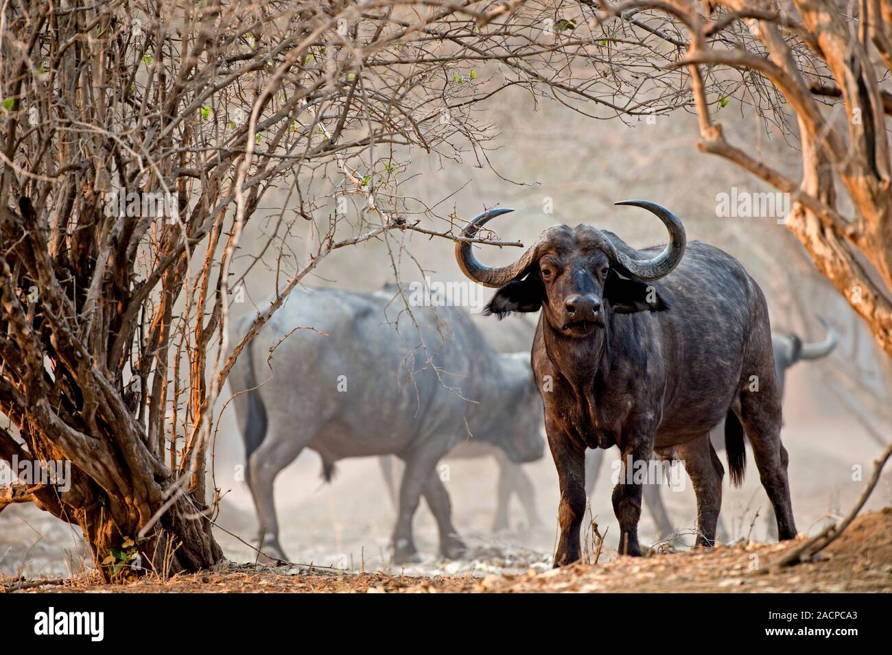 African buffalo. African, or cape, buffalo (Syncerus caffer) are found ...
