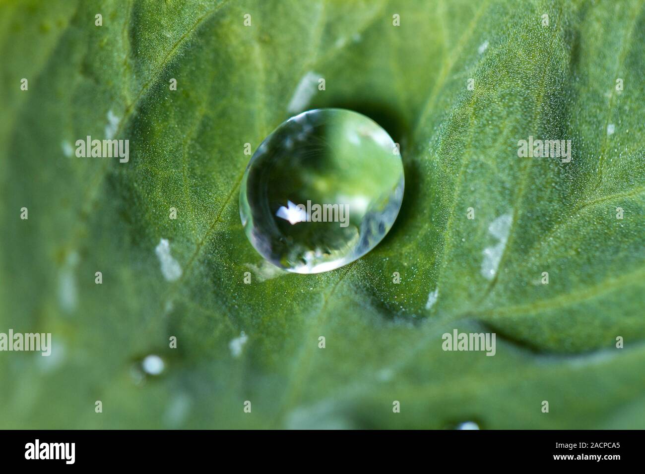 Green leaf with water droplet hi-res stock photography and images - Alamy