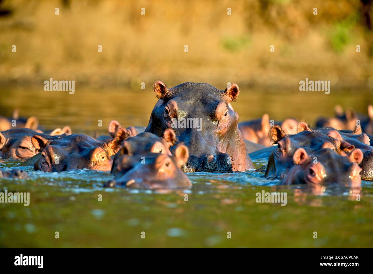Hippos in water. Hippopotamuses (Hippopotamus amphibious) are large ...
