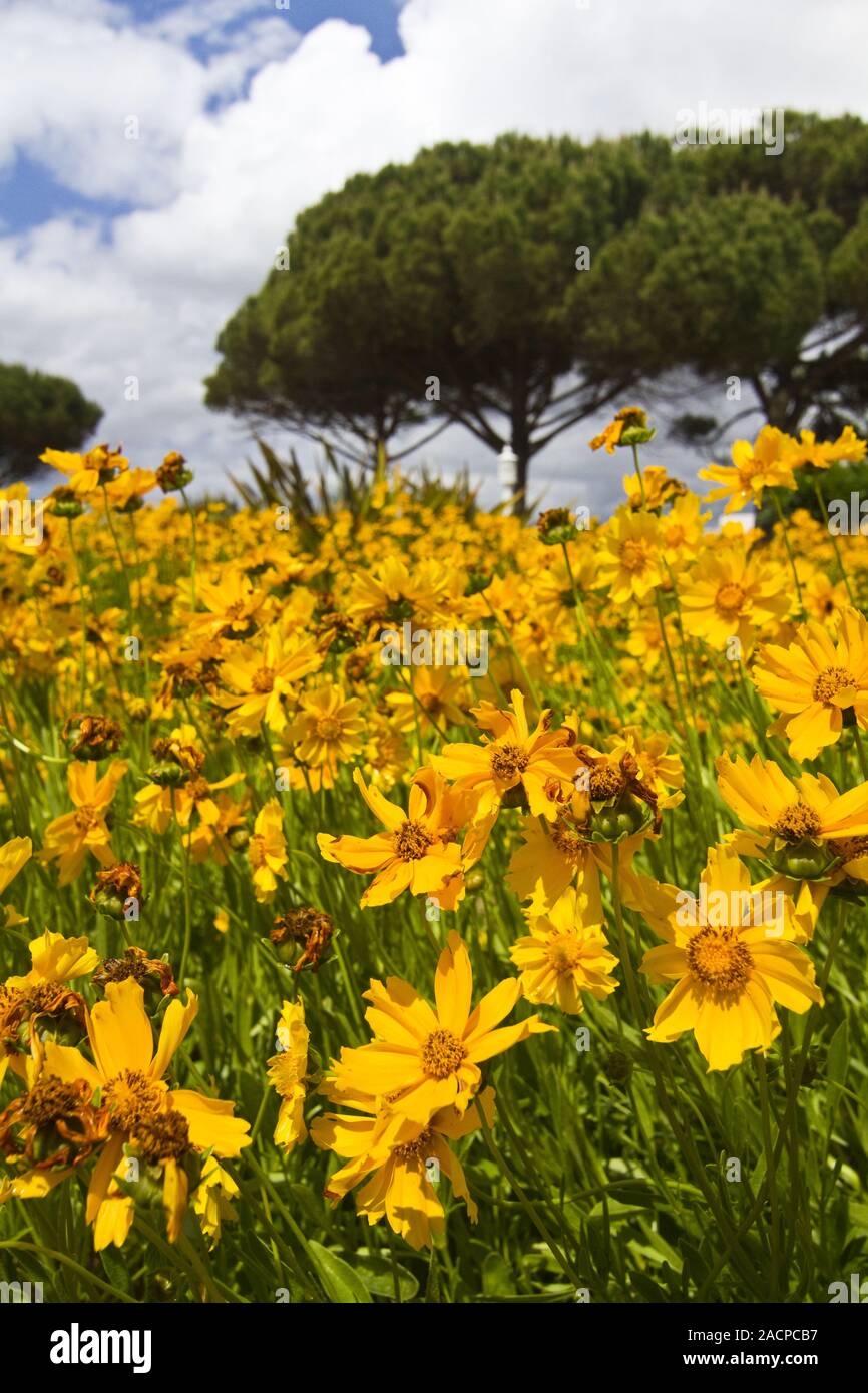 Most beautiful yellow flowers hi-res stock photography and images - Alamy