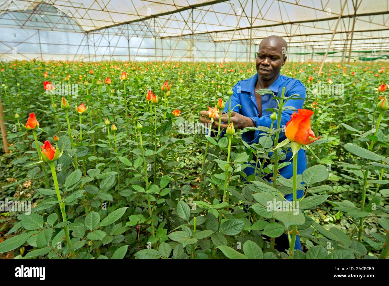 Rose nursery. Working tending to rose (Rosa sp.) plants being grown in ...
