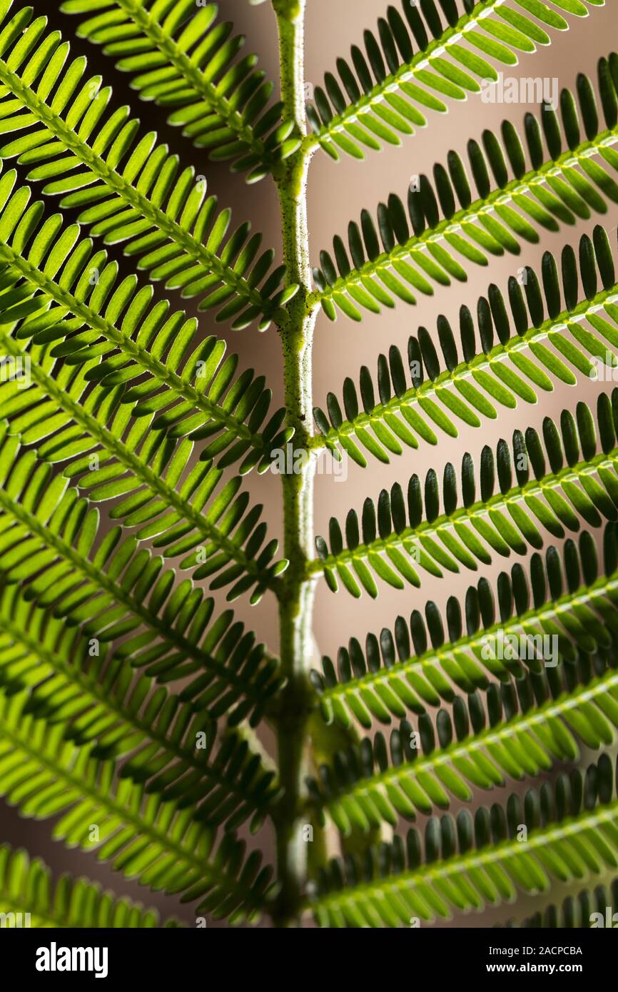 beautiful leaf lines Stock Photo - Alamy