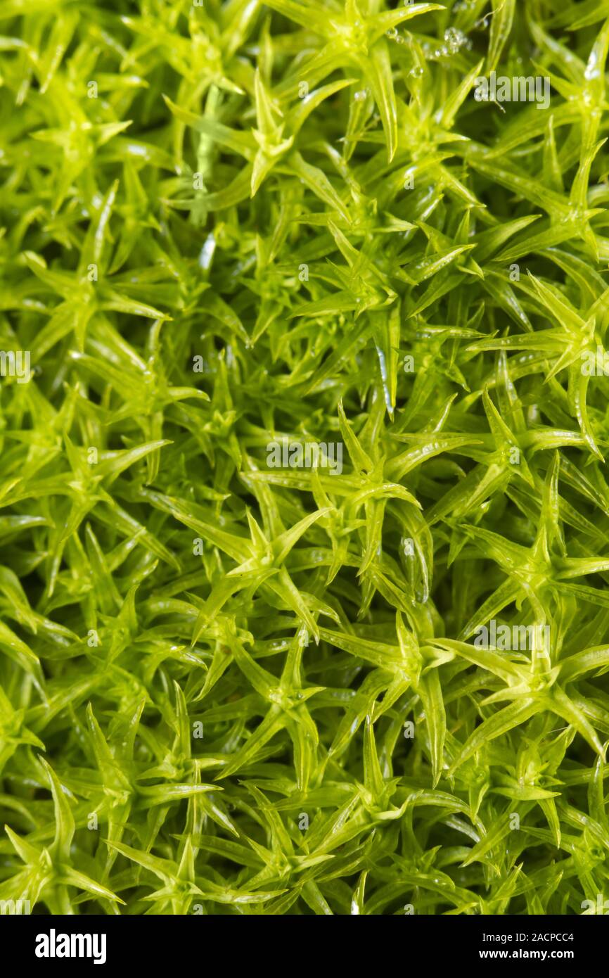 Moss plants hi-res stock photography and images - Alamy