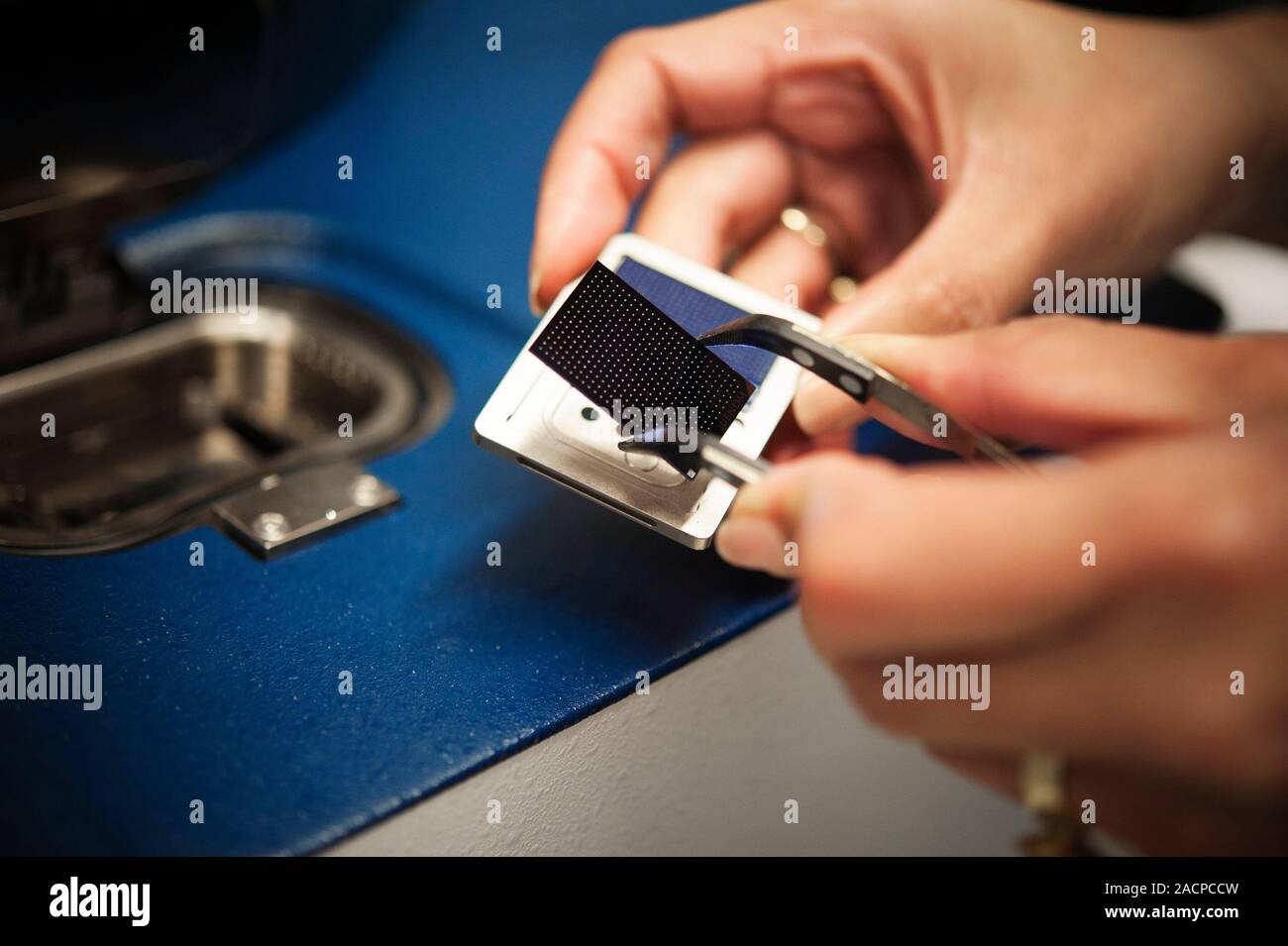 DNA MassARRAY analysis. Technician holding a chip from a Sequenom DNA ...