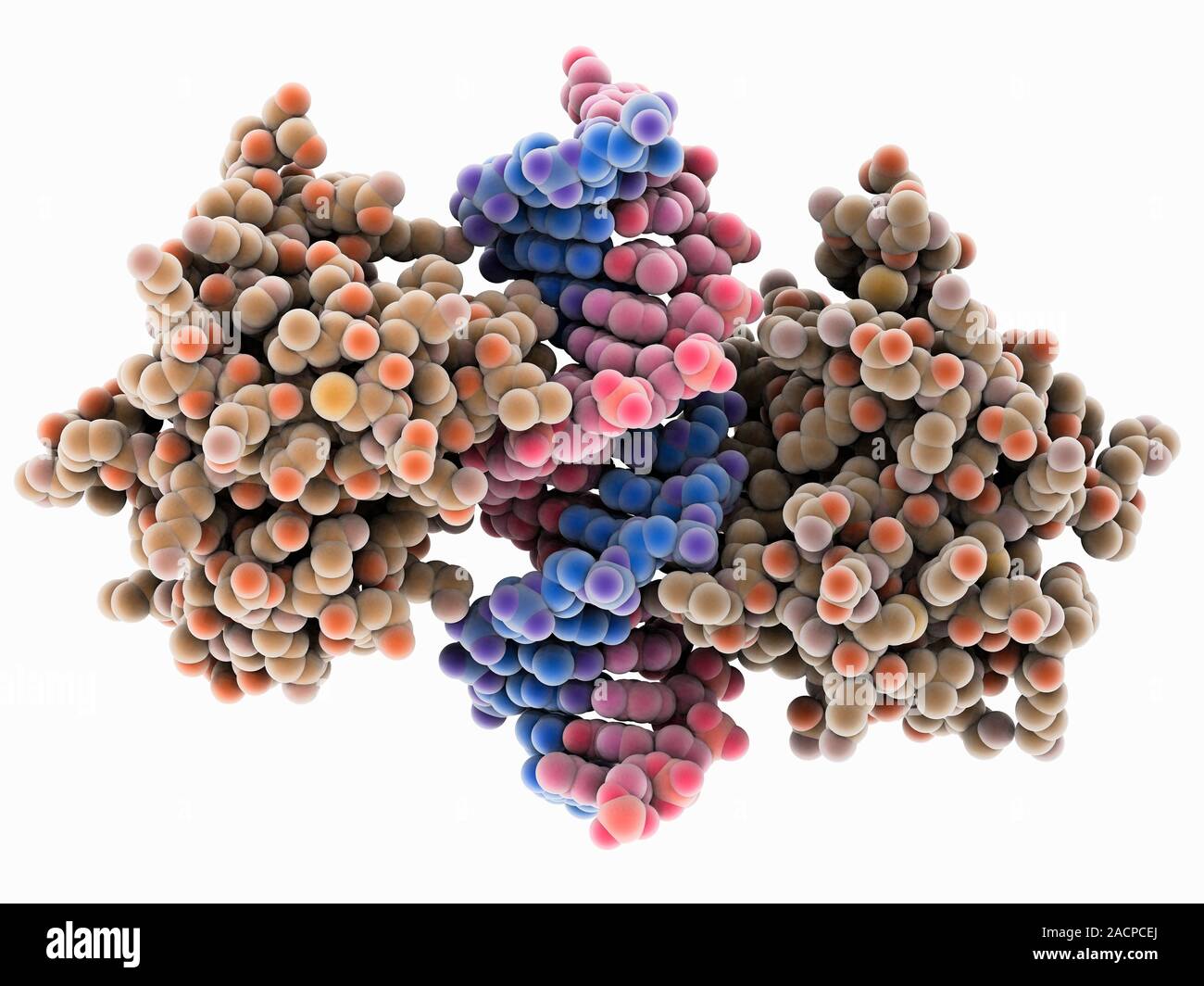 SMAD4 protein domain bound to DNA, molecular model. This strand of DNA ...