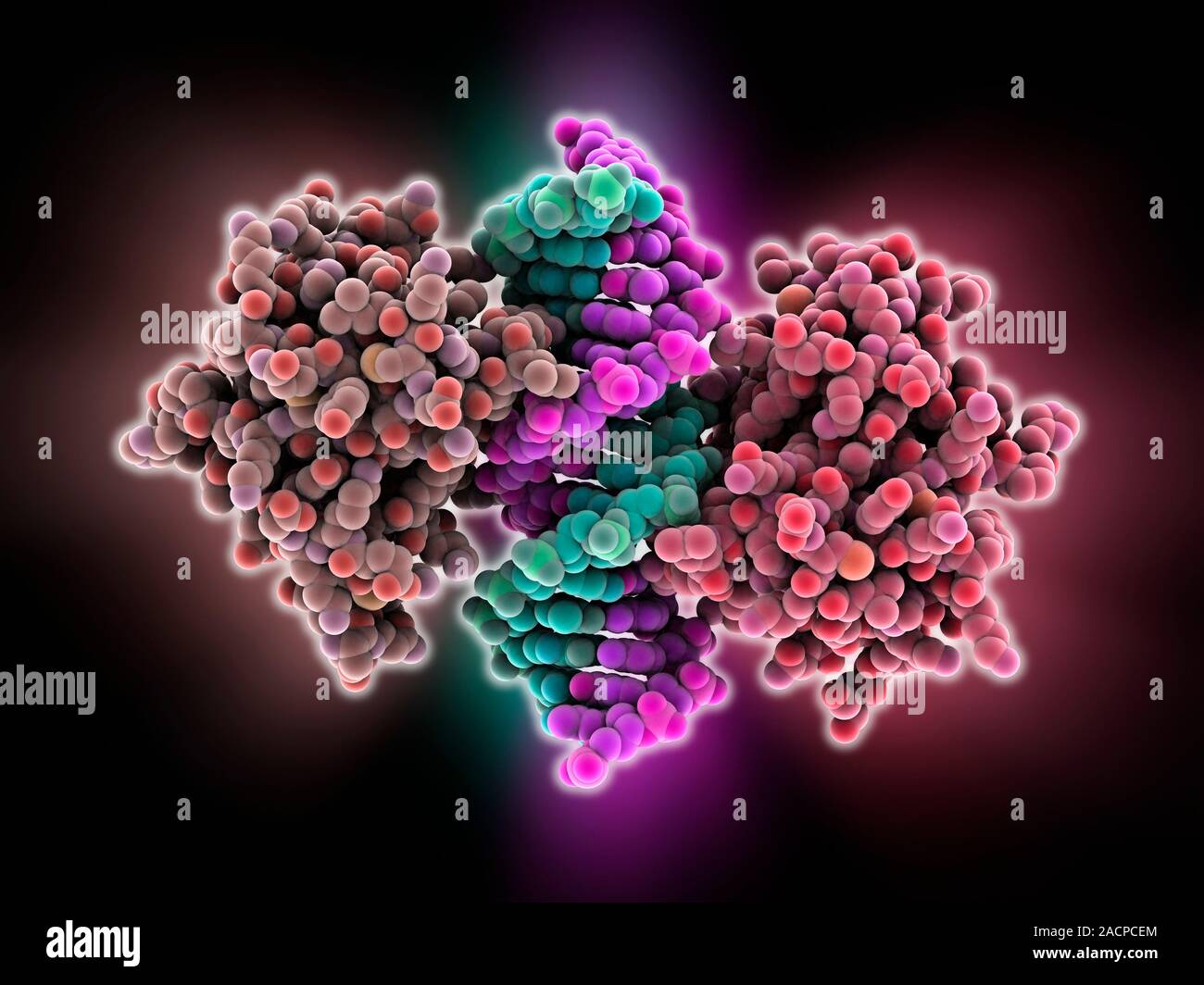 SMAD4 protein domain bound to DNA, molecular model. This strand of DNA ...