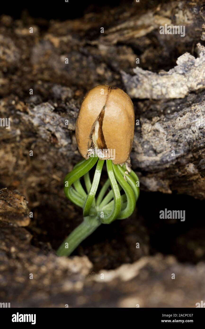 the birth of a seed Stock Photo - Alamy