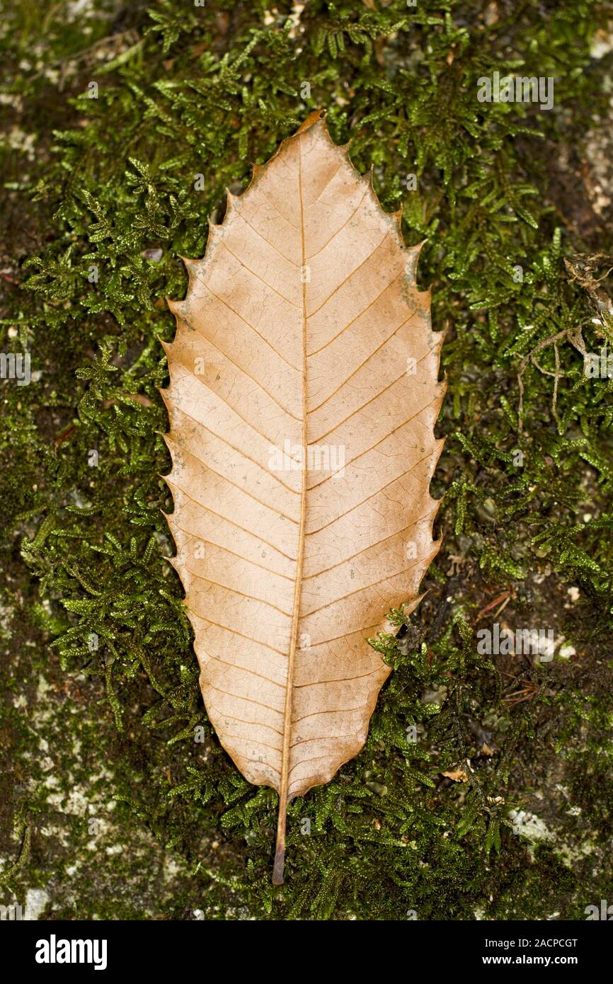 One autumn leaf hi-res stock photography and images - Alamy