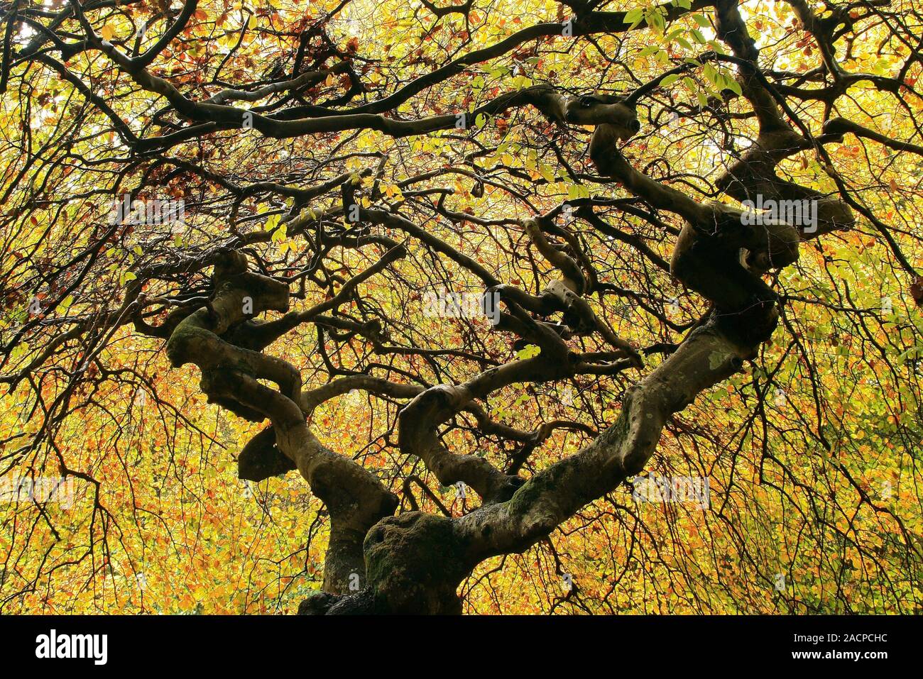 Dwarf beech (Fagus sylvatica Tortuosa) tree. The dwarf beech, also ...