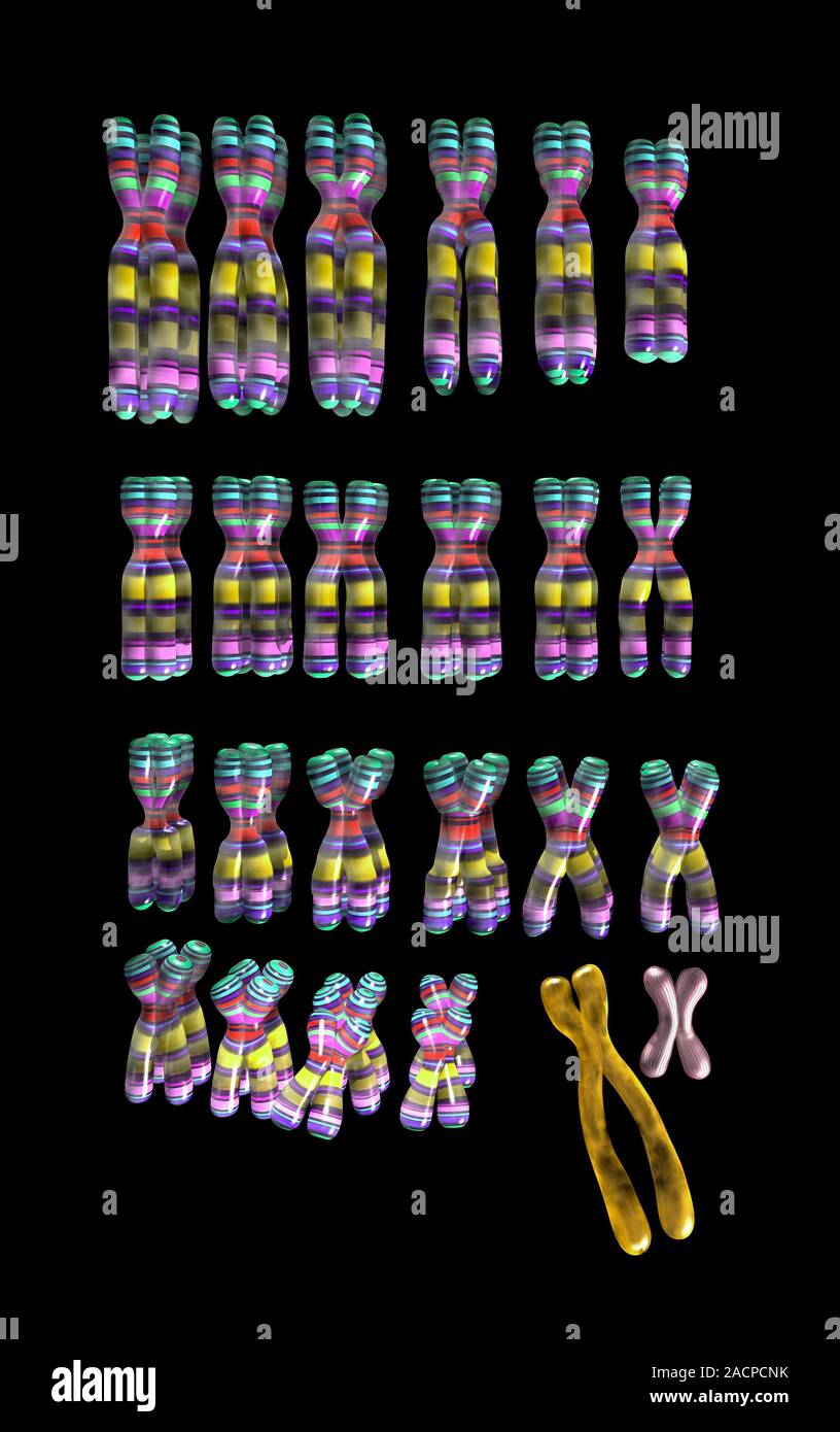 Male karyotype with trisomy 21. Computer artwork showing the number and ...