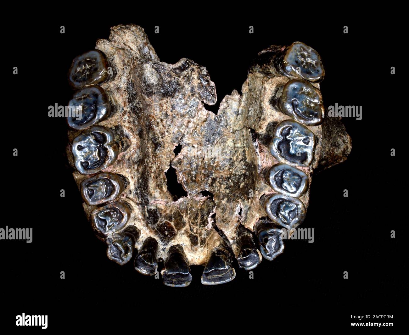 Homo habilis upper jaw (maxilla) and teeth. This fossil specimen (named ...